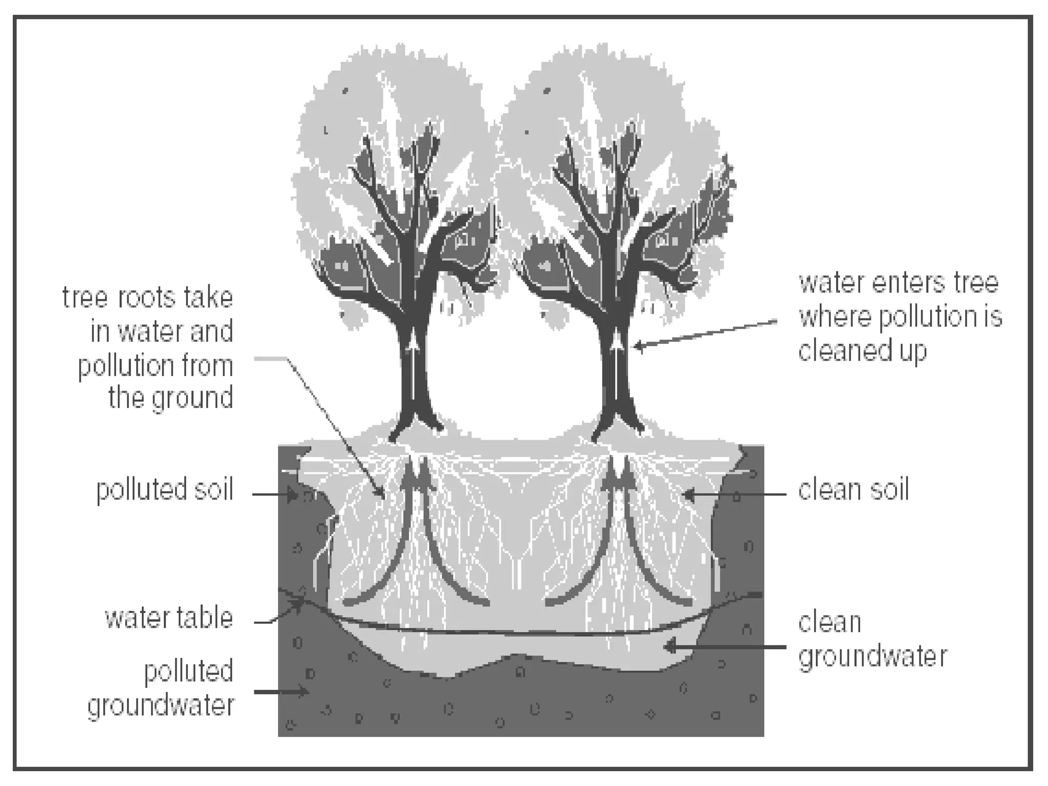 A Recent Technique for Contaminated Soils: Bioremediation | PPTX