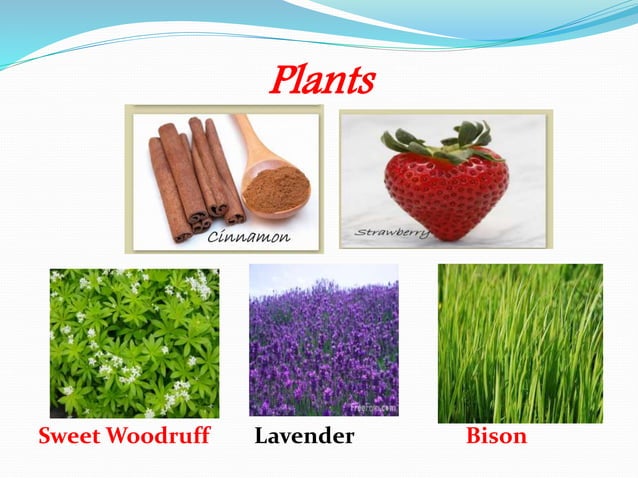 Coumarin | PPTX | Chemistry | Science