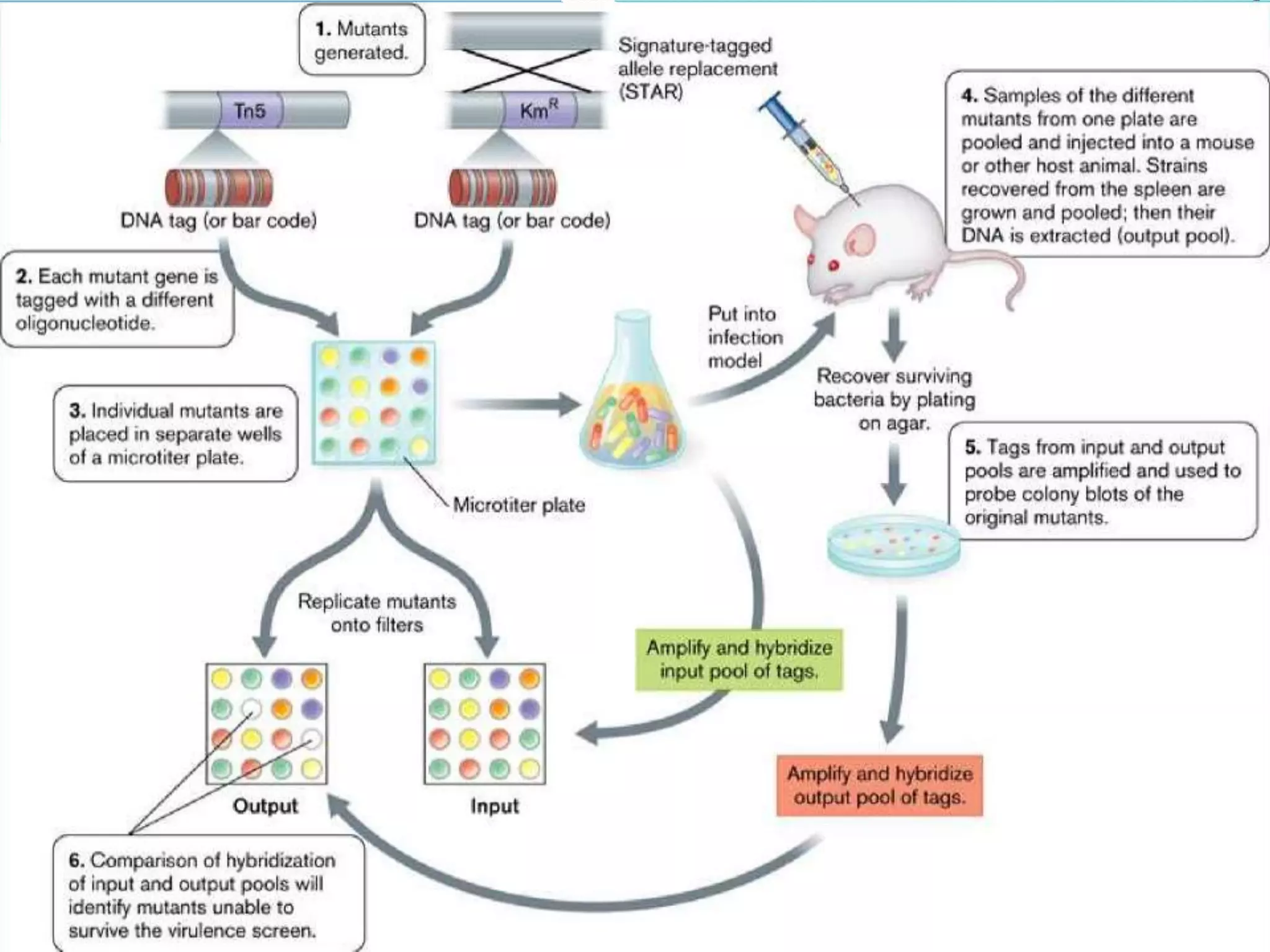 Mutagenesis | PPTX