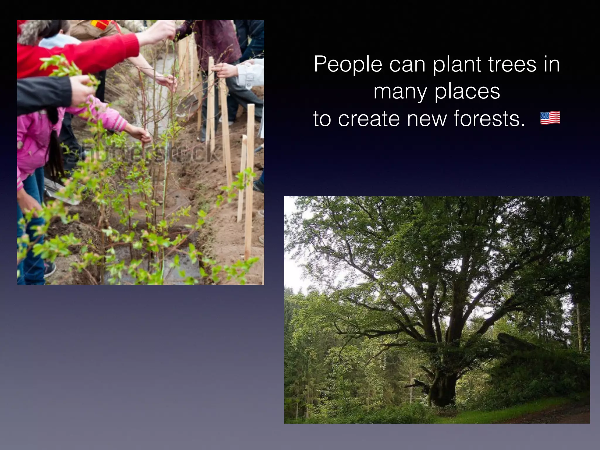 Save the Trees by Heidi | PPT