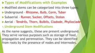 Presentation (23).pptx