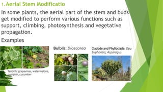 Presentation (23).pptx