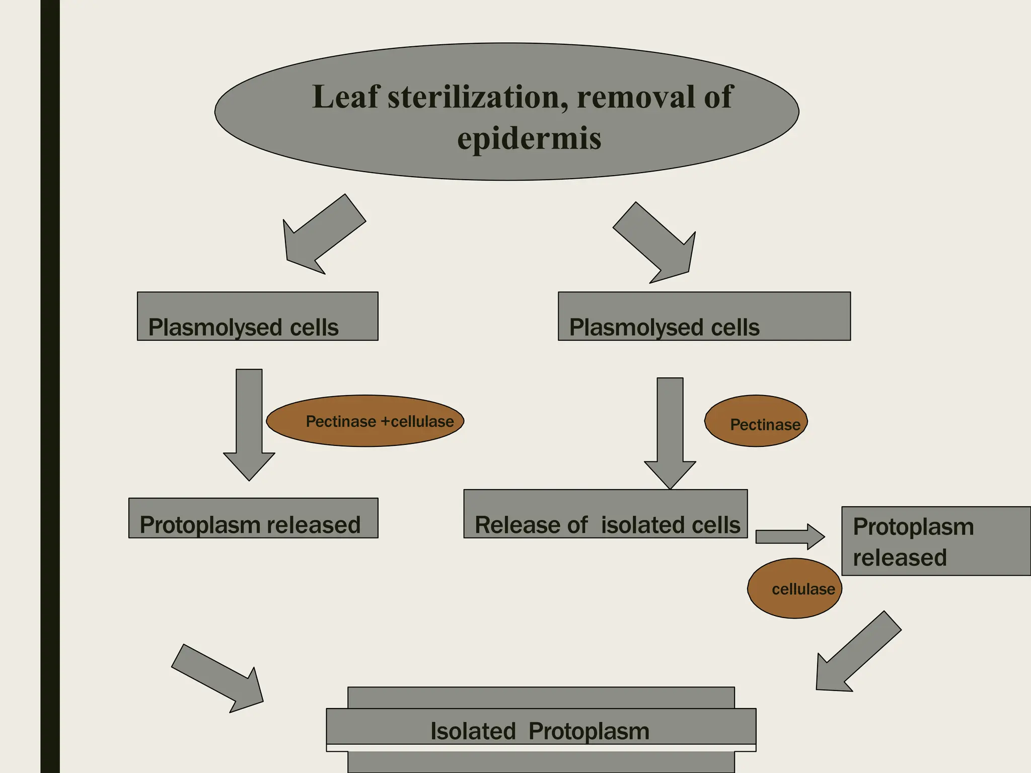 Protoplast fusion and formation of hybrid and cybrid | PPTX