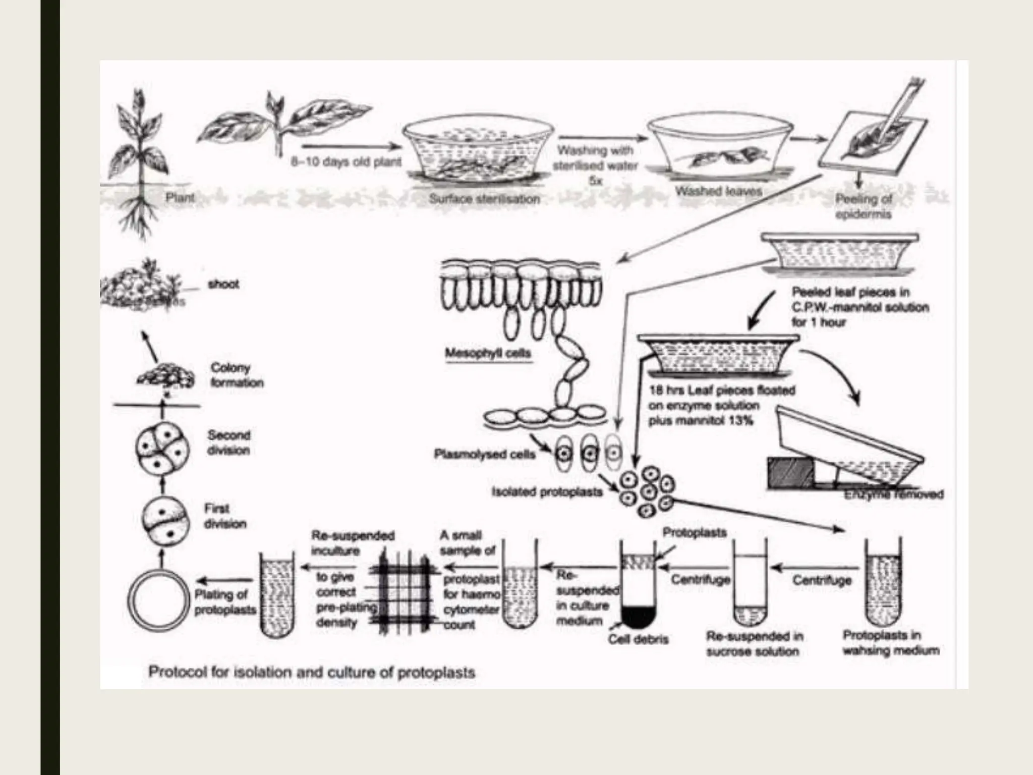Protoplast fusion and formation of hybrid and cybrid | PPTX