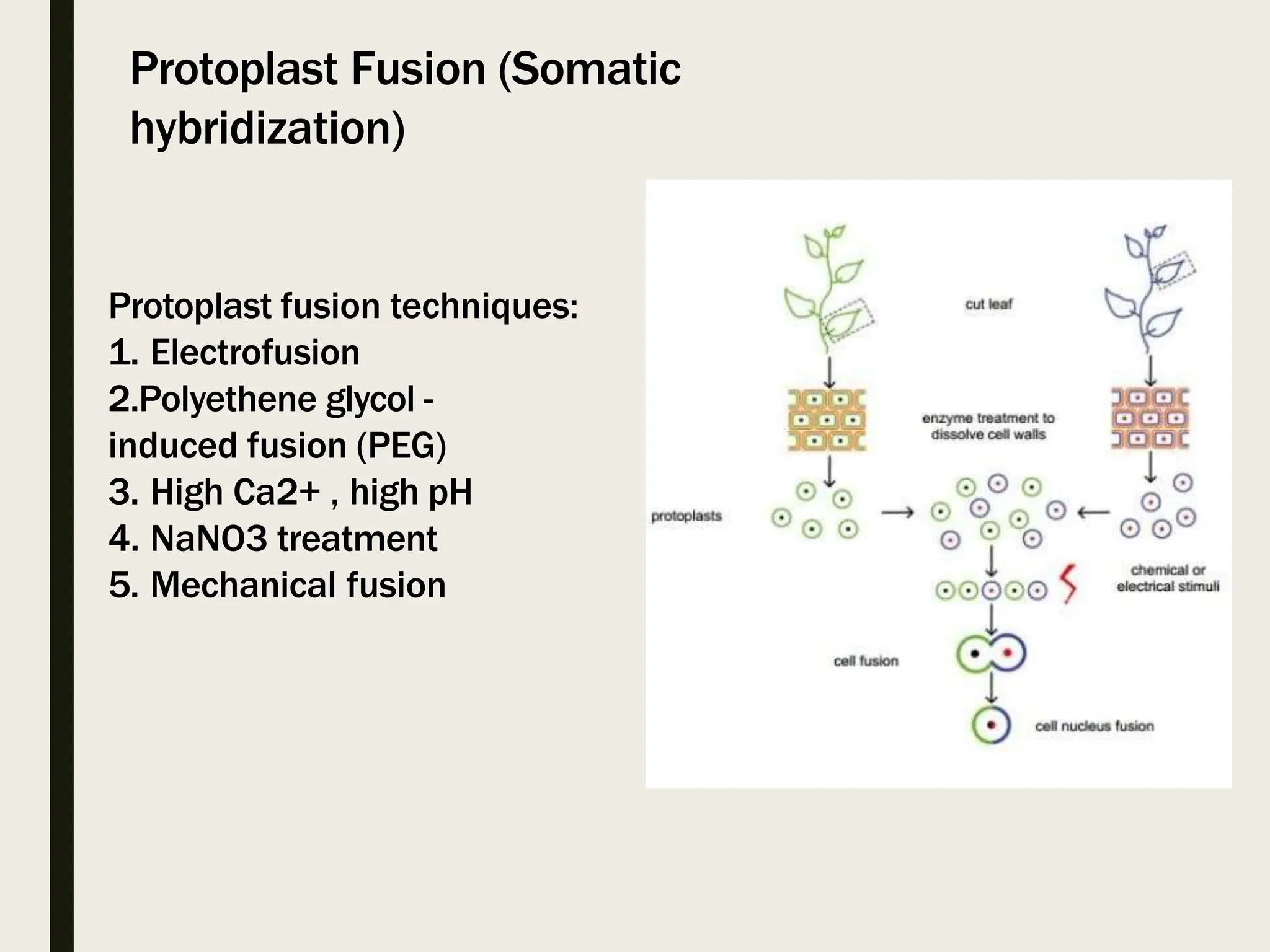 Protoplast fusion and formation of hybrid and cybrid | PPTX