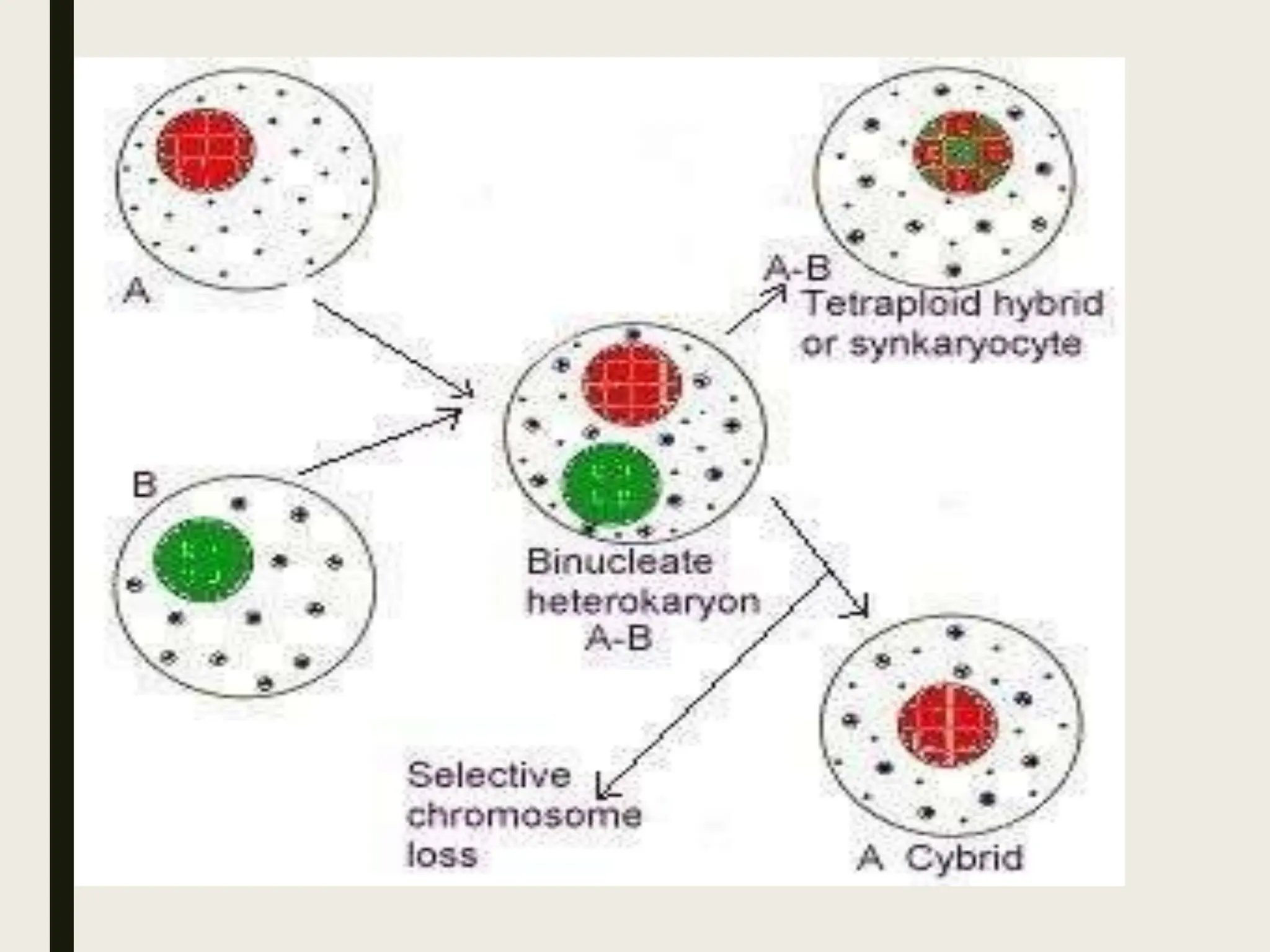 Protoplast fusion and formation of hybrid and cybrid | PPTX