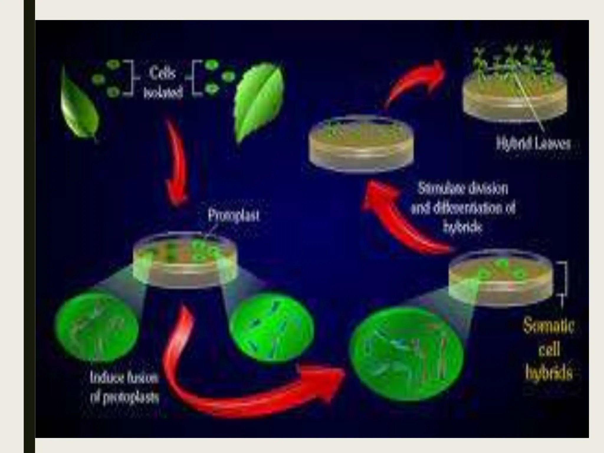 Protoplast fusion and formation of hybrid and cybrid | PPTX