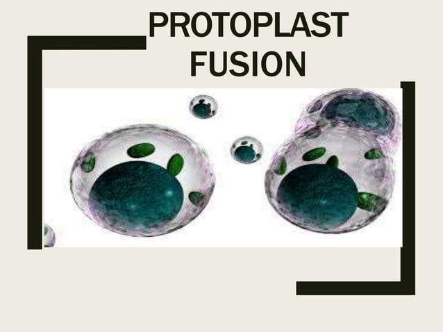 Protoplast fusion and formation of hybrid and cybrid | PPTX ...