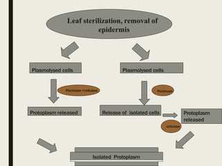 Protoplast fusion and formation of hybrid and cybrid | PPTX ...