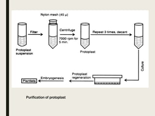 Protoplast fusion and formation of hybrid and cybrid | PPTX ...