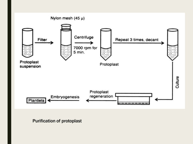 Protoplast fusion and formation of hybrid and cybrid | PPTX ...