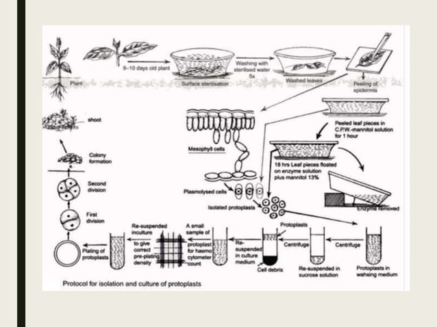 Protoplast fusion and formation of hybrid and cybrid | PPTX ...
