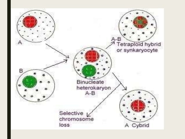 Protoplast fusion and formation of hybrid and cybrid | PPTX ...