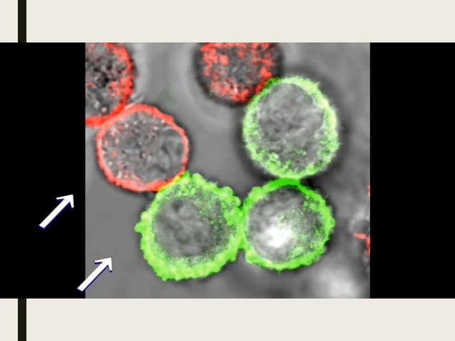Protoplast fusion and formation of hybrid and cybrid | PPTX ...