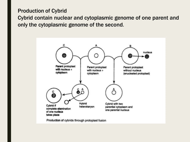 Protoplast fusion and formation of hybrid and cybrid | PPTX ...