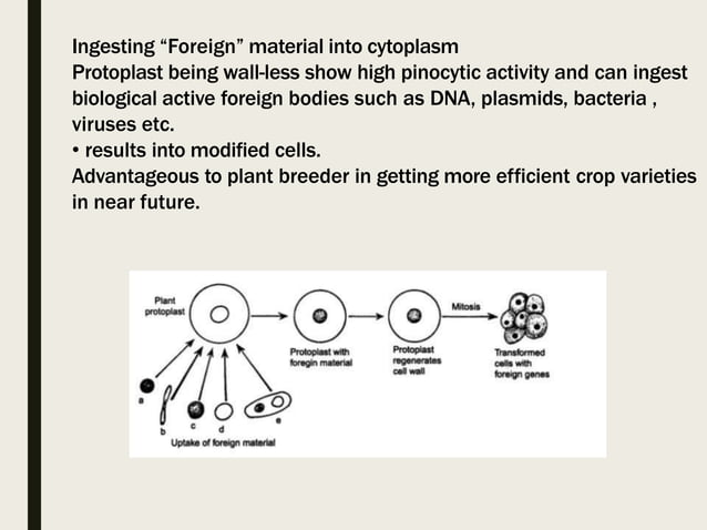 Protoplast fusion and formation of hybrid and cybrid | PPTX ...