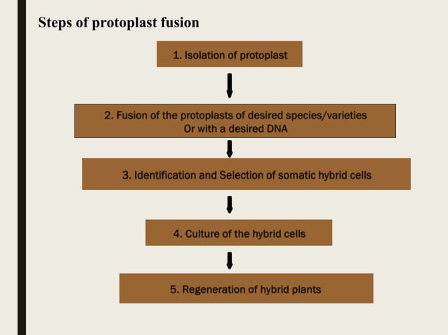 Protoplast fusion and formation of hybrid and cybrid | PPTX ...