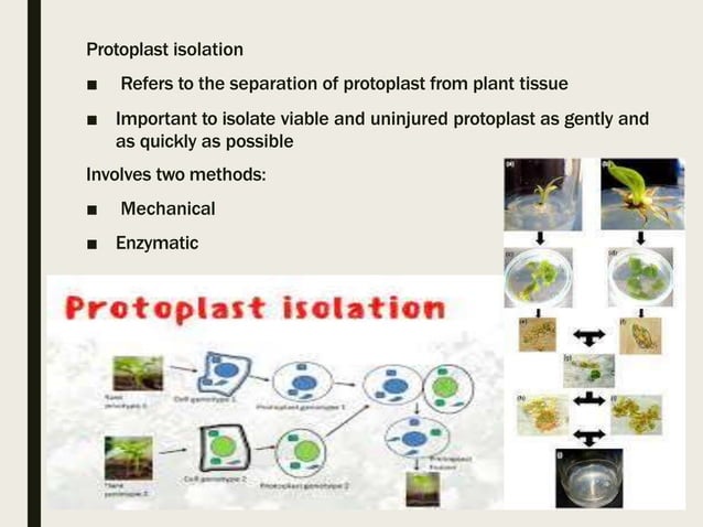 Protoplast fusion and formation of hybrid and cybrid | PPTX ...