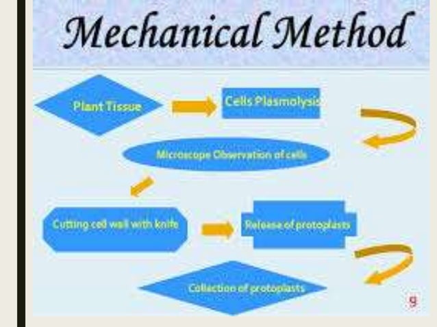 Protoplast fusion and formation of hybrid and cybrid | PPTX ...