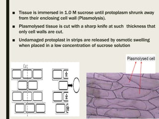 Protoplast fusion and formation of hybrid and cybrid | PPTX ...
