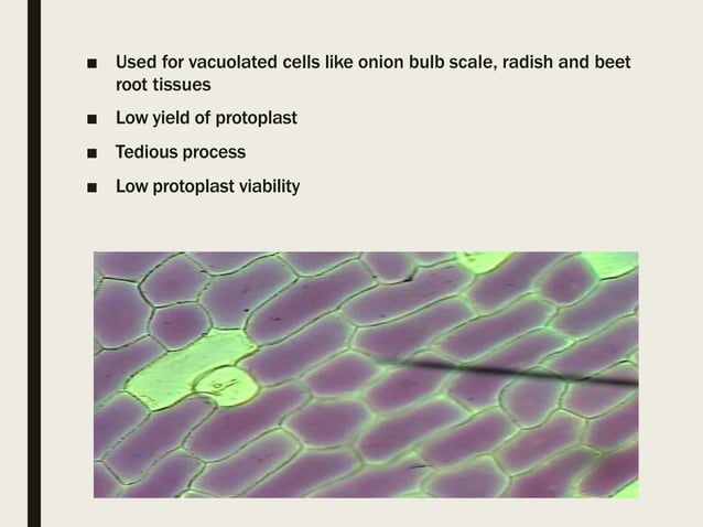 Protoplast fusion and formation of hybrid and cybrid | PPTX ...