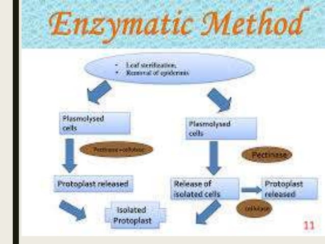 Protoplast fusion and formation of hybrid and cybrid | PPTX ...