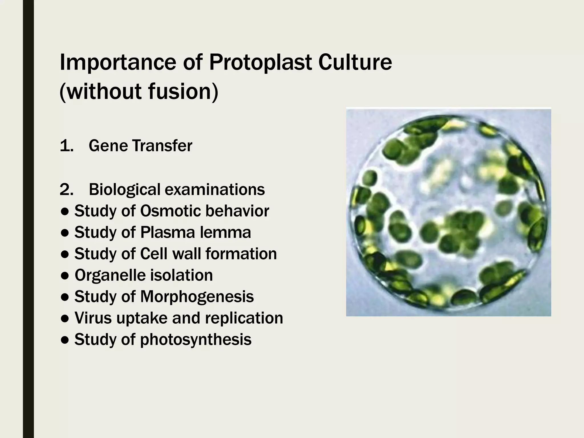 Protoplast fusion | PPTX