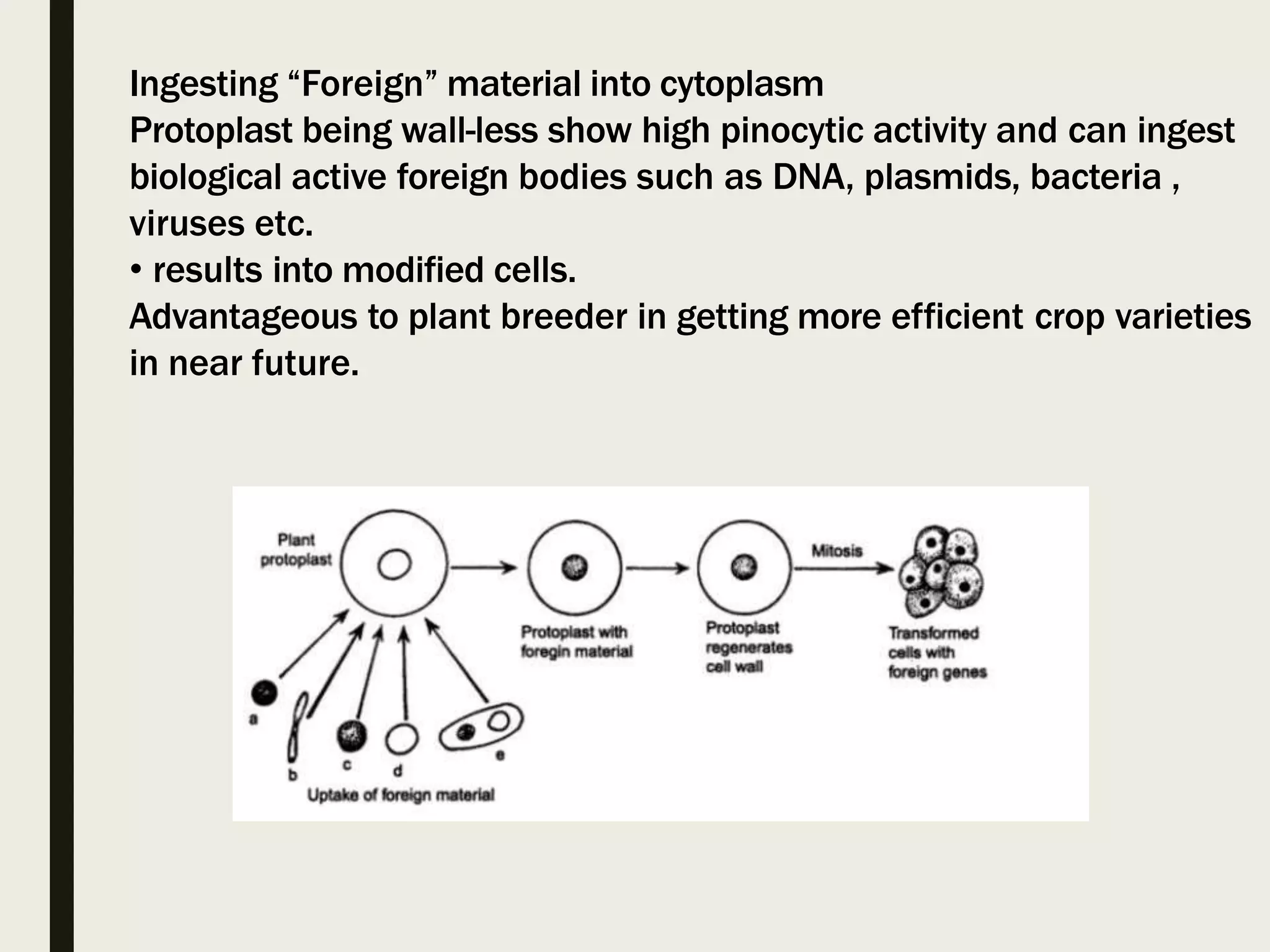 Protoplast fusion | PPTX