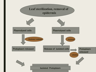 Protoplast fusion | PPTX