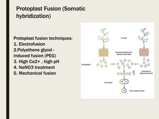 Protoplast fusion | PPTX