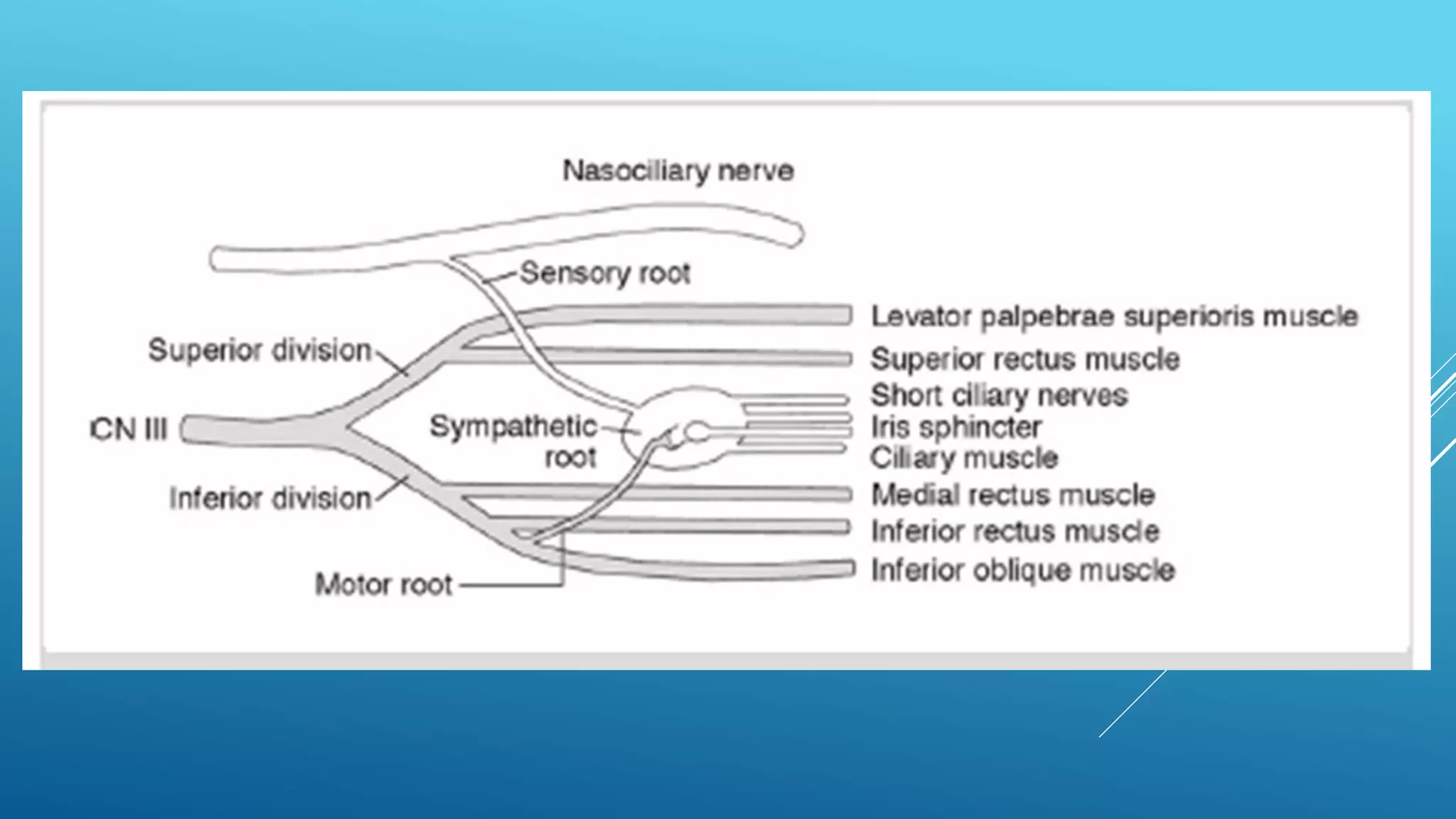 Ciliary ganglion | PPT