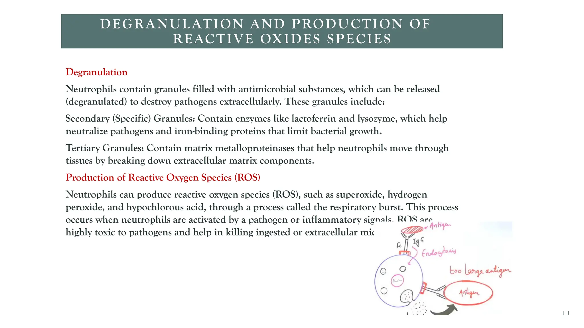 Neutrophils cell biology of immune system | PPTX | Blood Disorders ...