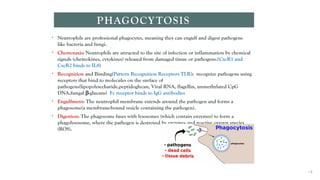 Neutrophils cell biology of immune system | PPTX