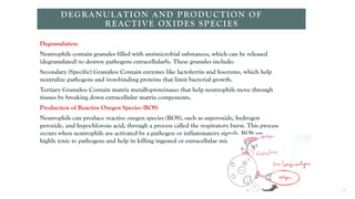 Neutrophils cell biology of immune system | PPTX