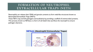 Neutrophils cell biology of immune system | PPTX