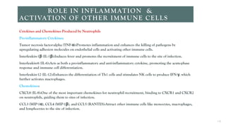 Neutrophils cell biology of immune system | PPTX