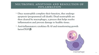 Neutrophils cell biology of immune system | PPTX