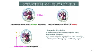 Neutrophils cell biology of immune system | PPTX