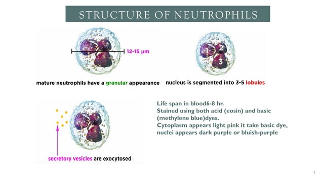Neutrophils cell biology of immune system | PPTX | Blood Disorders ...