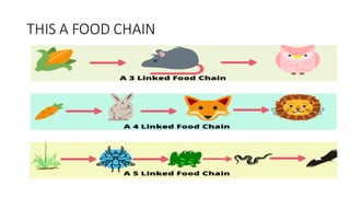 Food chain and facts on garden | PDF