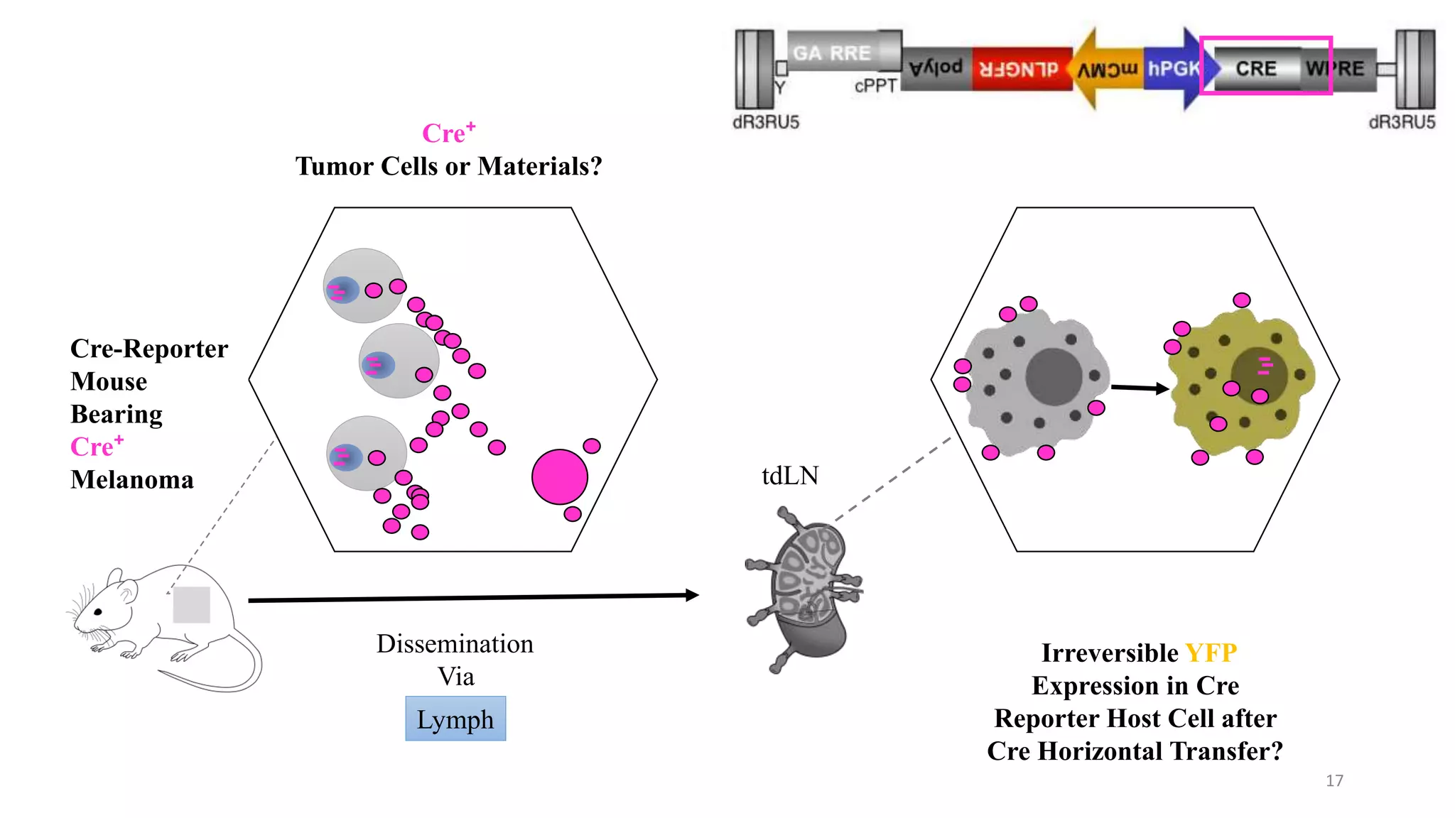 SCS macrophages suppress melanoma by restricting tumor-derived vesicle ...