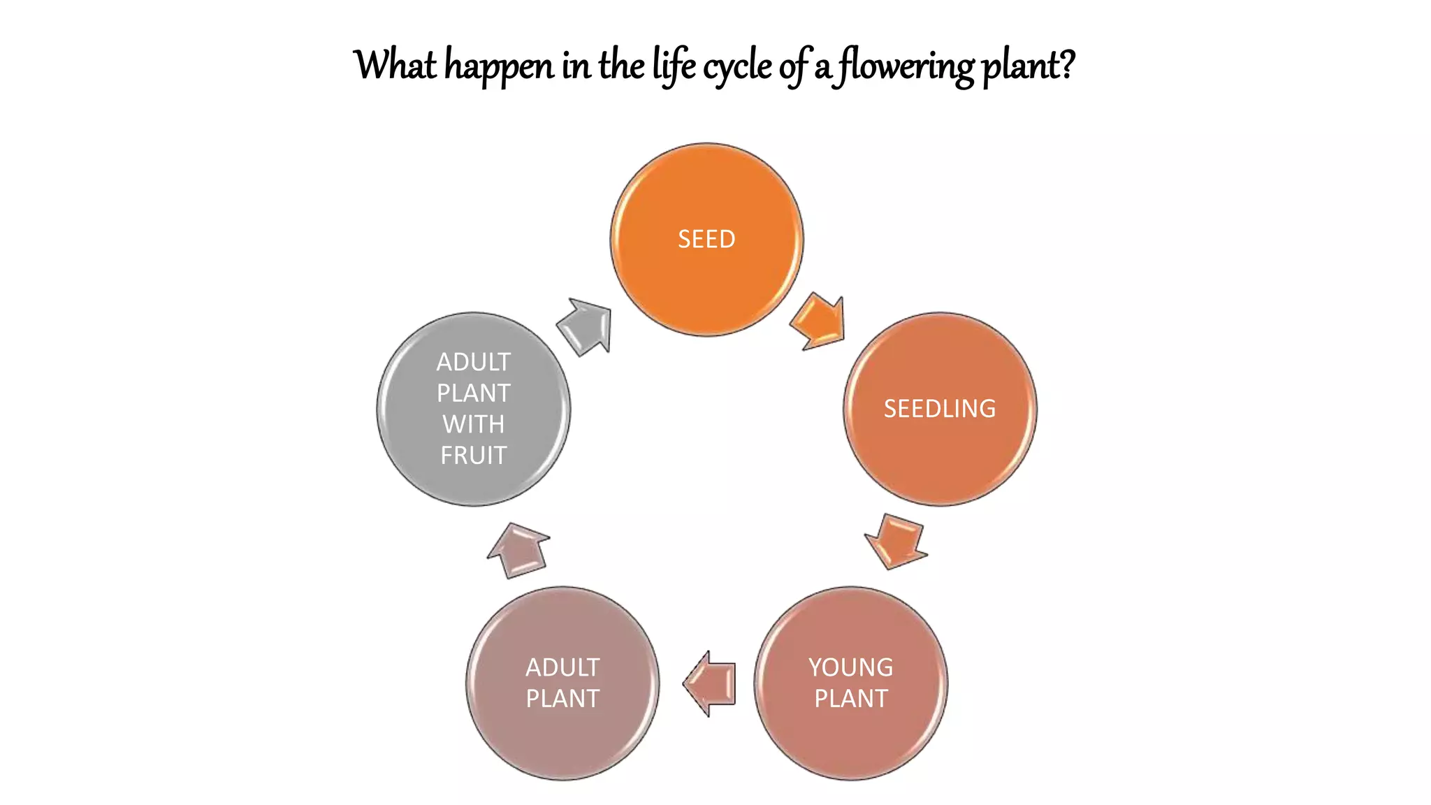 SCIENCE - THE PLANT LIFE CYCLE (CLASS V) | PPTX