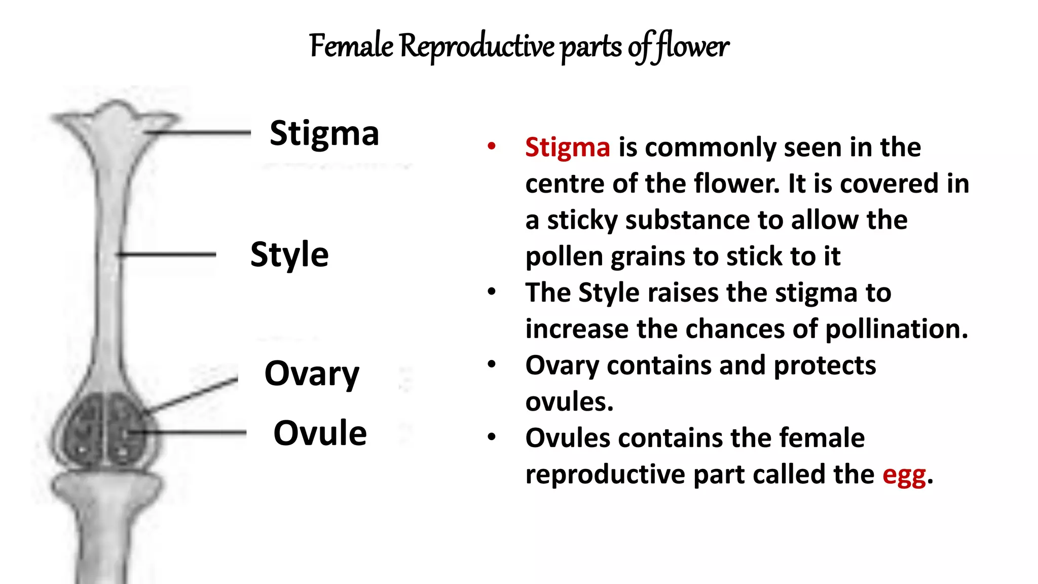 SCIENCE - THE PLANT LIFE CYCLE (CLASS V) | PPTX