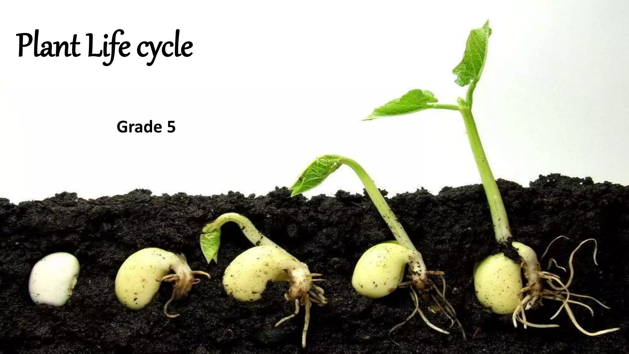 SCIENCE - THE PLANT LIFE CYCLE (CLASS V) | PPTX