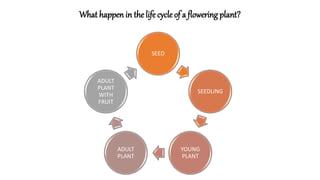 SCIENCE - THE PLANT LIFE CYCLE (CLASS V) | PPTX