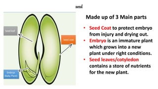 SCIENCE - THE PLANT LIFE CYCLE (CLASS V) | PPTX