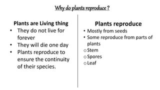 SCIENCE - THE PLANT LIFE CYCLE (CLASS V) | PPTX