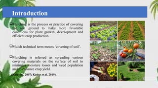 mulchinf effect on vegetable crop badal kujur [Autosaved].pptx