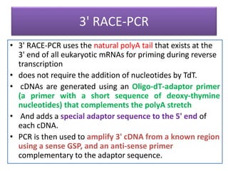 Rapid amplification of c-DNA ends | PPTX