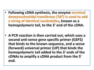 Rapid amplification of c-DNA ends | PPTX